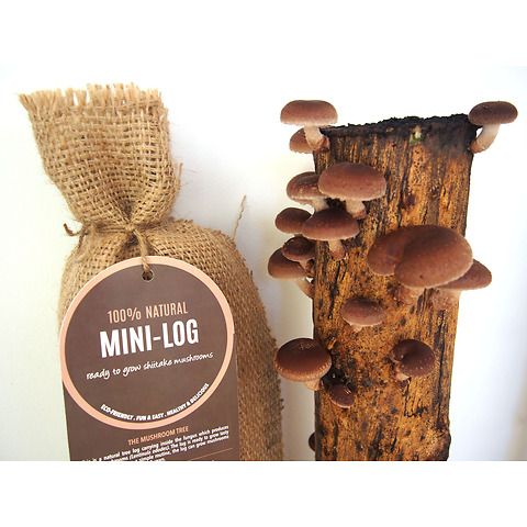 Idee regalo ecologiche, complementi d'arredo kit per orti urbani. Grin